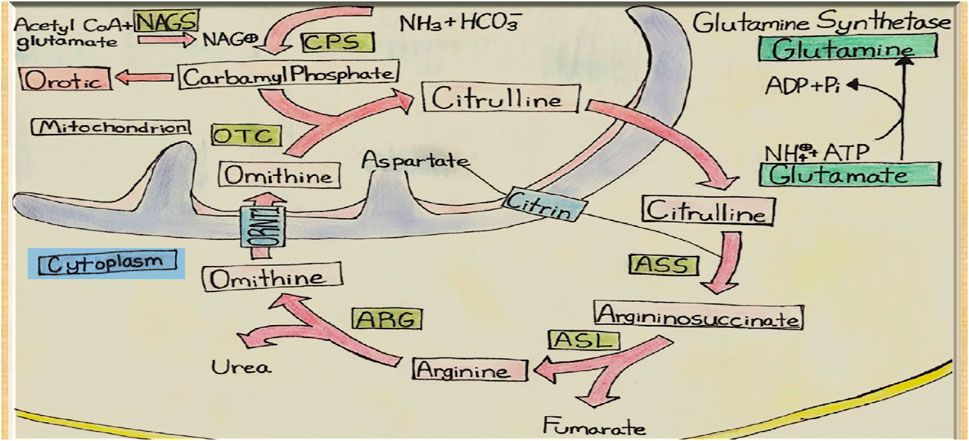 Urea Cycle Orotic Acid