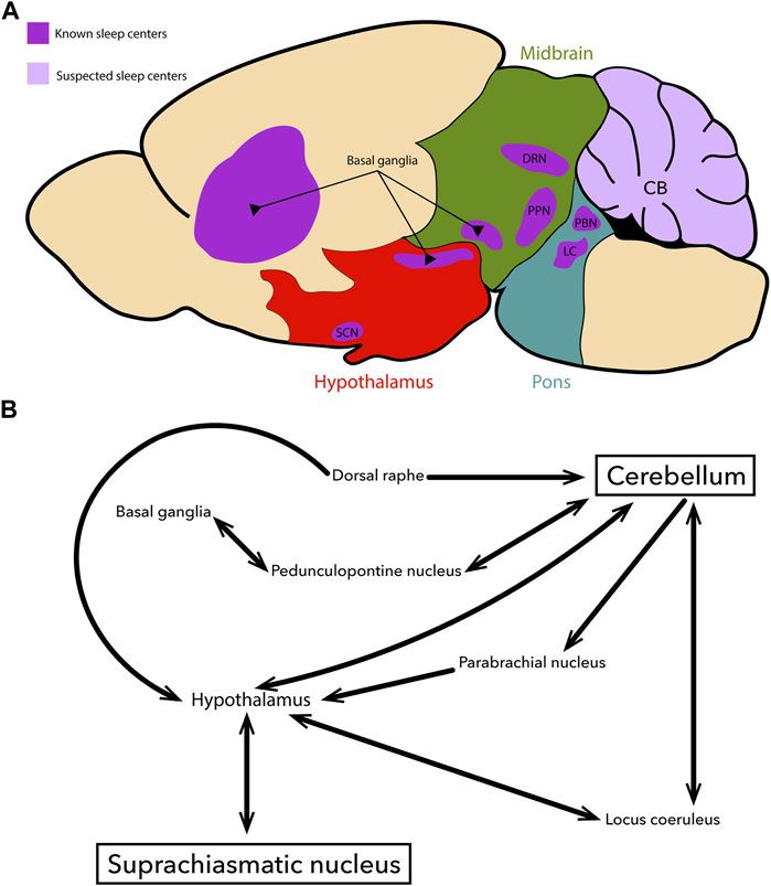 cerebral nuclei dysfunction