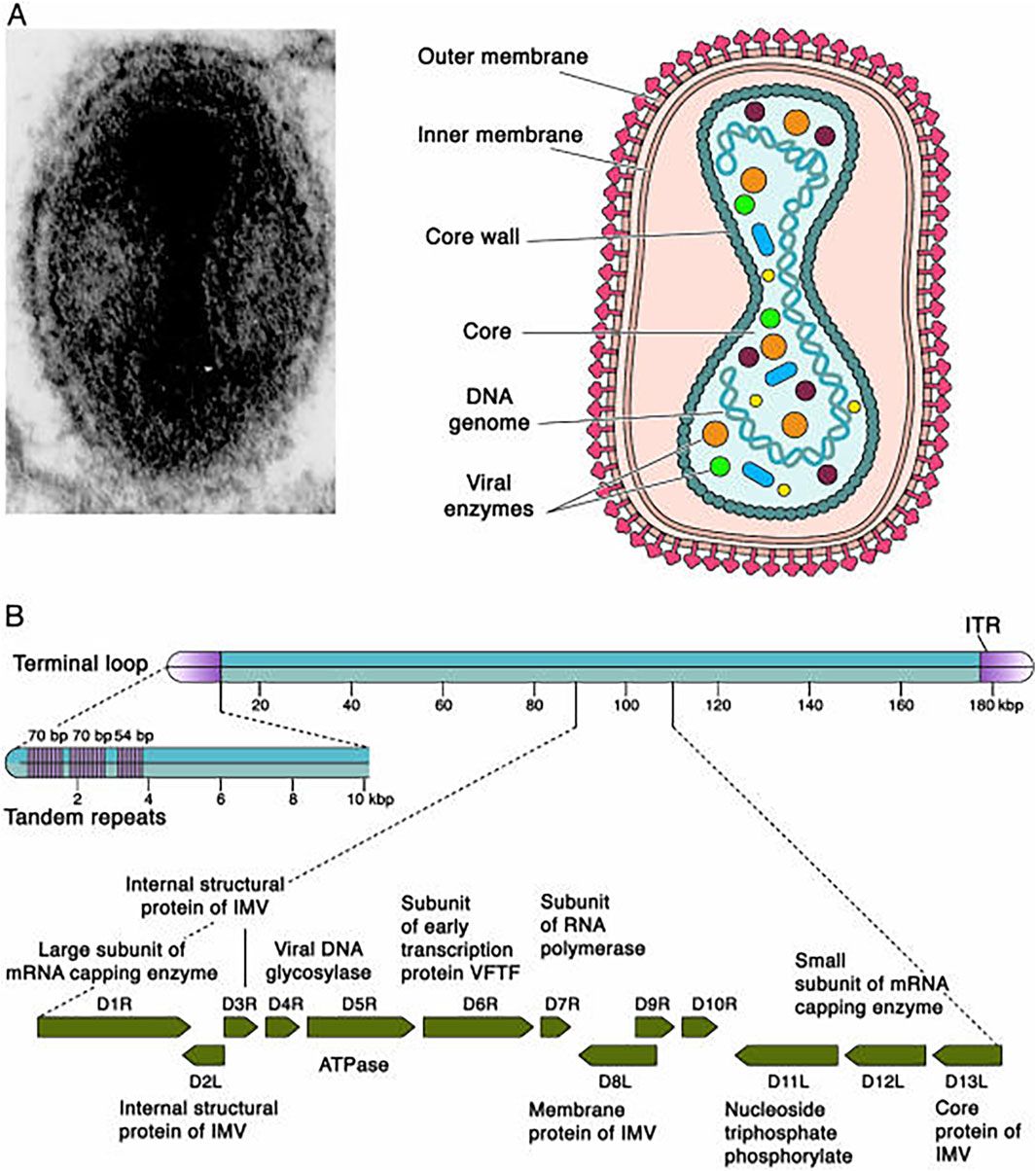 guarnieri bodies  smallpox
