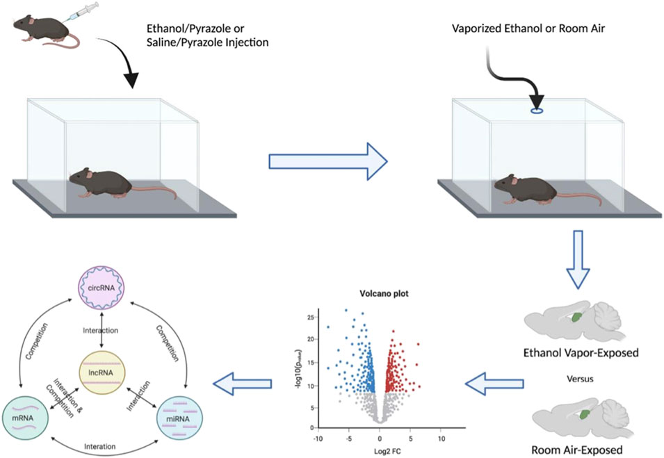 Frontiers Publishing Partnerships | Hippocampal ceRNA networks from ...