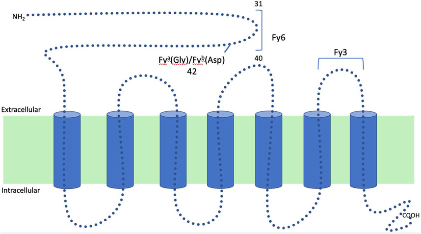 Frontiers Publishing Partnerships | The Role of the Duffy Blood Group ...