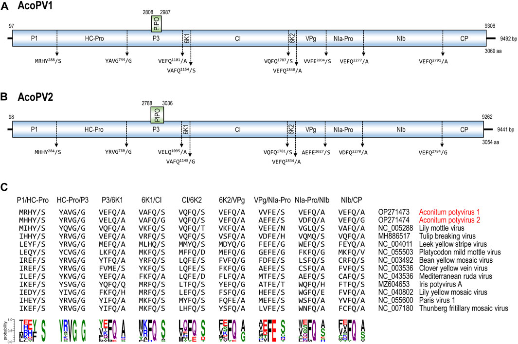 Frontiers Publishing Partnerships | Discovery of two novel potyvirus ...