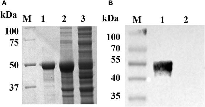 Frontiers Publishing Partnerships | Duck enteritis virus UL7 is a late ...