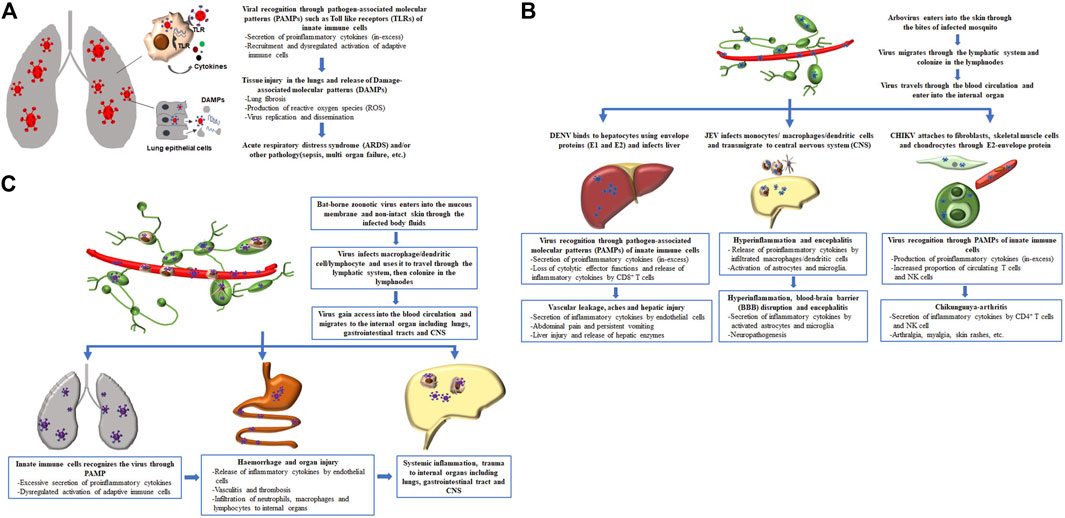 Frontiers Publishing Partnerships | Immunopathology of emerging and re ...