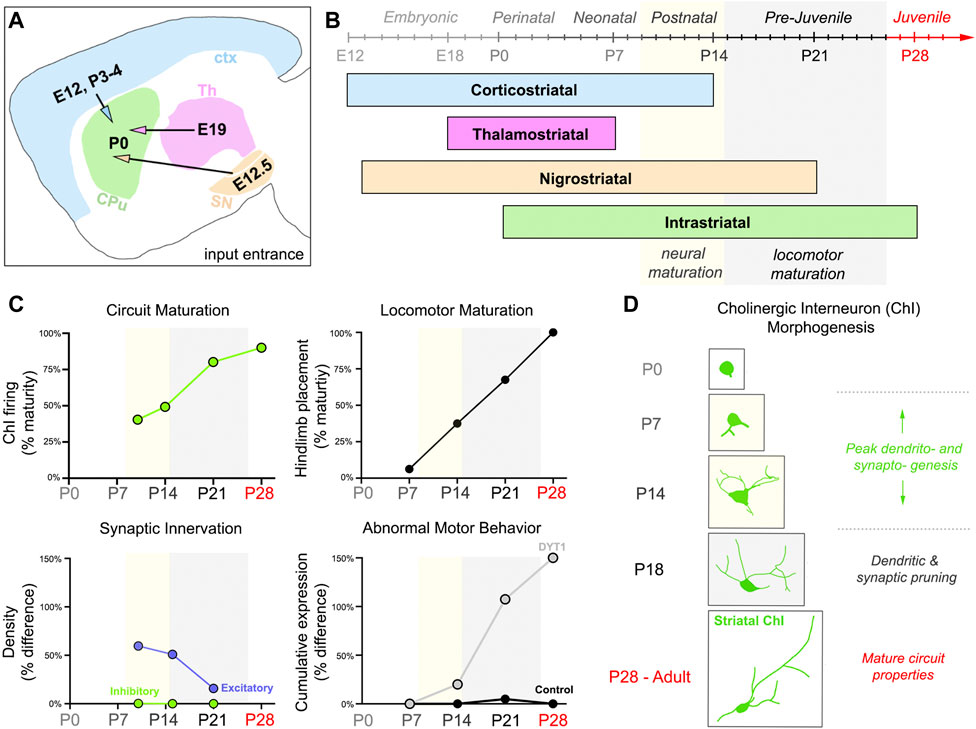 Frontiers Publishing Partnerships | Striatal cholinergic interneuron ...