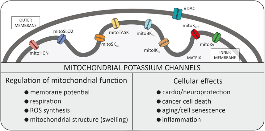 Frontiers Publishing Partnerships | Understanding mitochondrial ...