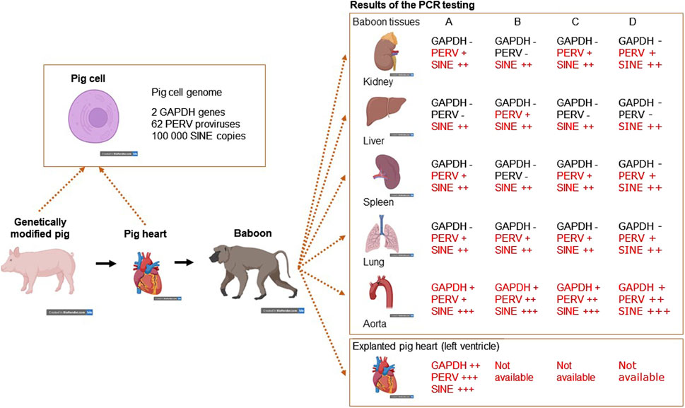 Frontiers Publishing Partnerships | Monitoring for PERV Following ...