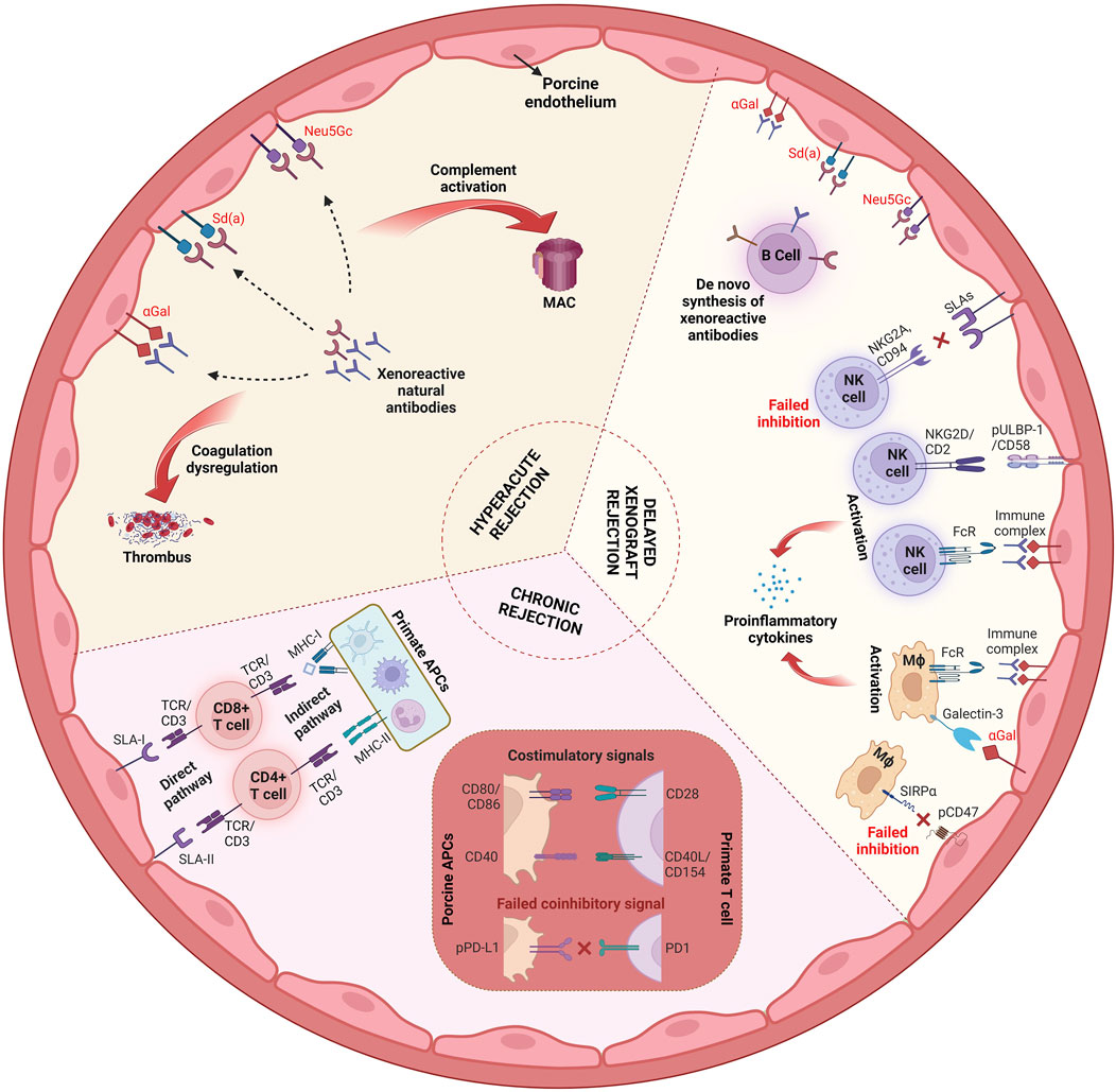 Frontiers Publishing Partnerships | What Genetic Modifications of ...